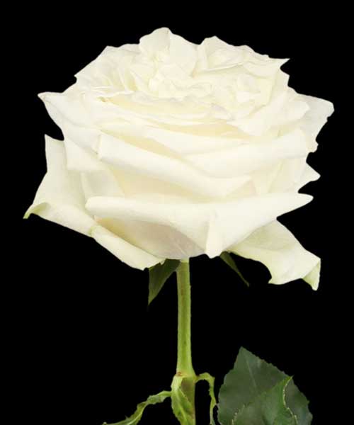 CANDLELIGHT – Equator Flowers