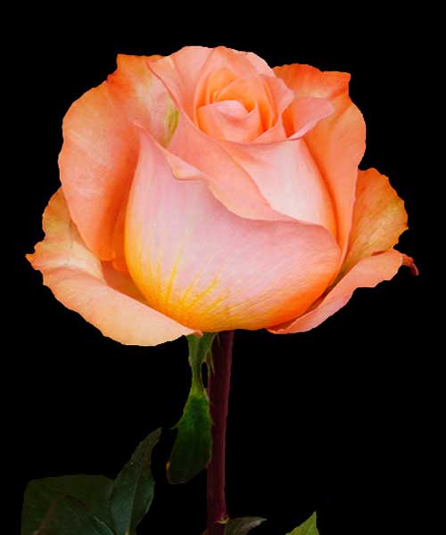 CORAL REEF – Equator Flowers