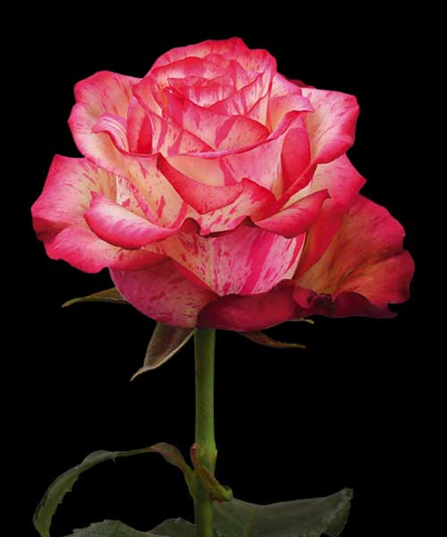 MAGIC TIMES – Equator Flowers