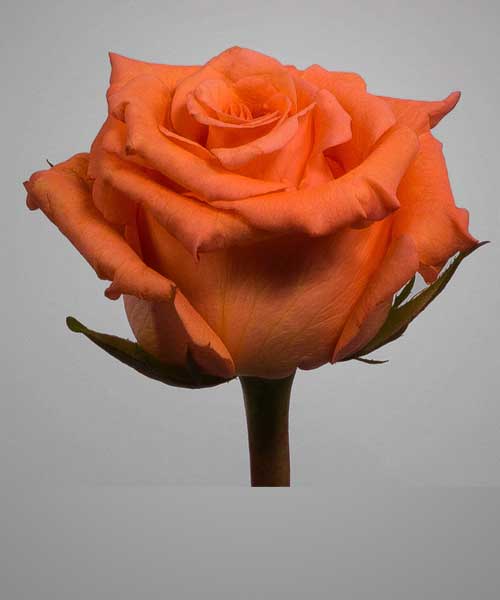 ORANGE UNIQUE – Equator Flowers