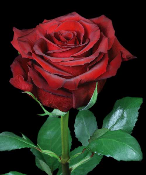 RED PARIS – Equator Flowers