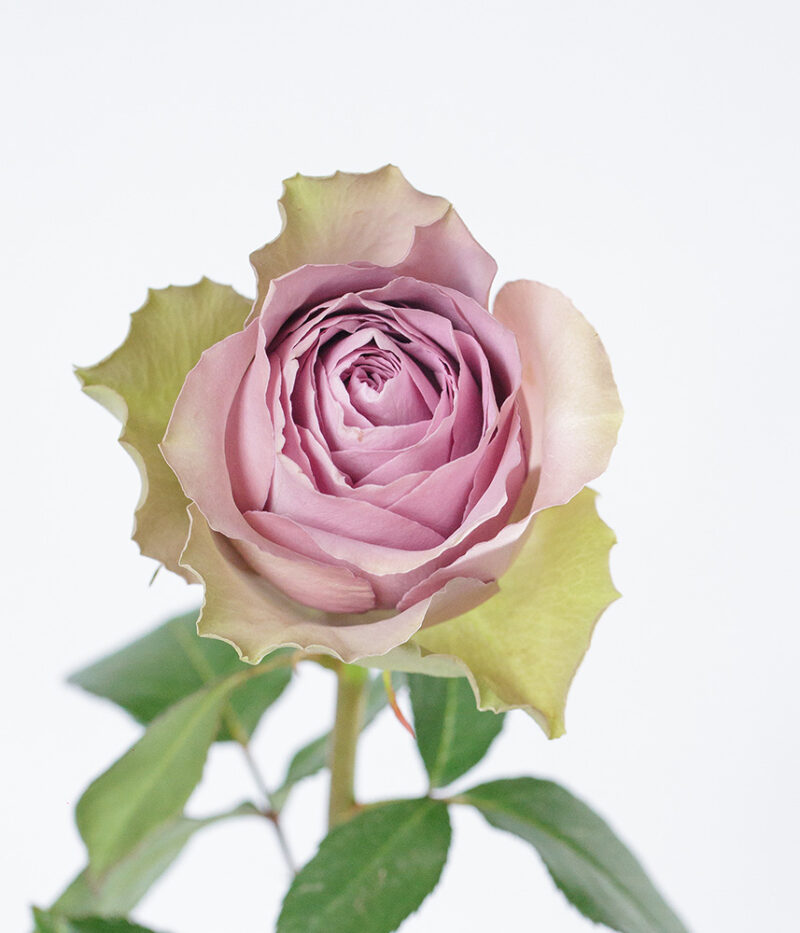 TIARA – Equator Flowers